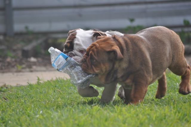 Aussie Bulldog Puppies | Dogs & Puppies | Gumtree Australia Murray Area ...
