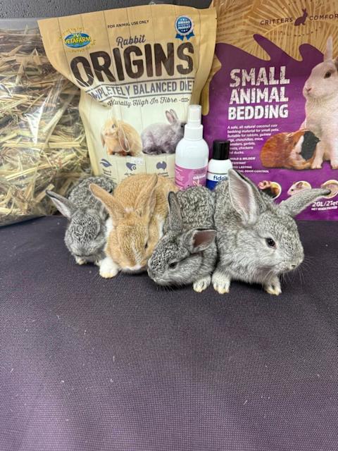 Baby rabbits please read ad for individual pricing. | Rabbits | Gumtree ...