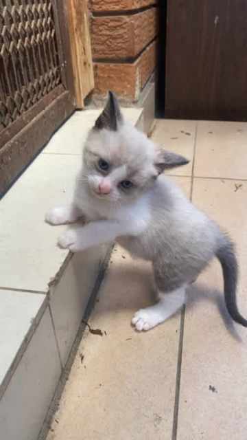 Cute and playful ragdoll kittens | Cats & Kittens | Gumtree Australia ...