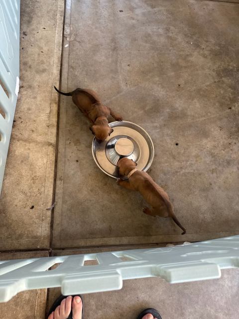 Rhodesian Ridgeback Pups | Dogs & Puppies | Gumtree Australia Tea Tree ...