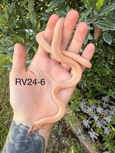 Childrens Python Hatchlings | Reptiles & Amphibians | Gumtree Australia ...