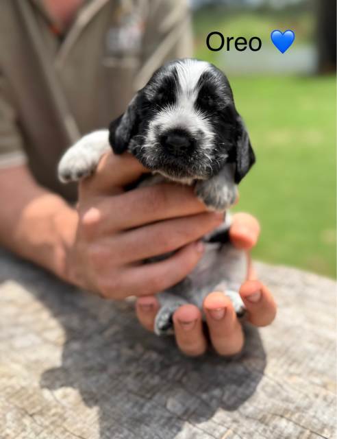 𝗖𝗼𝗰𝗸𝗲𝗿 𝗦𝗽𝗮𝗻𝗶𝗲𝗹 𝗣𝘂𝗽𝗽𝗶𝗲𝘀, Blue Roan, B&W & Gold | Dogs & Puppies ...