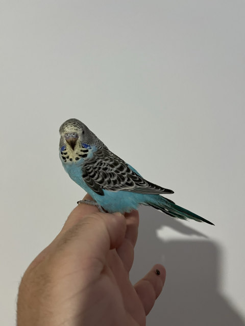Budgies babies friendly | Birds | Gumtree Australia Melton Area ...