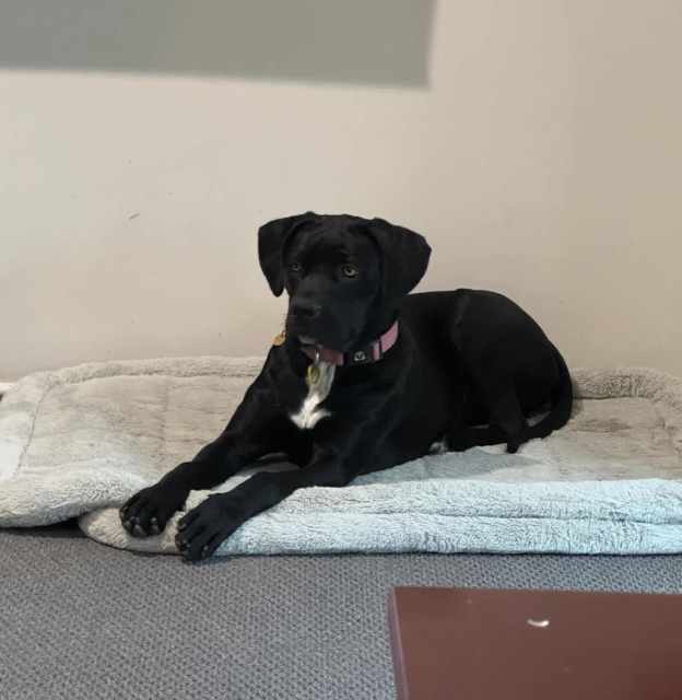 Female Neapolitan Mastiff X Bull Arab | Dogs & Puppies | Gumtree ...