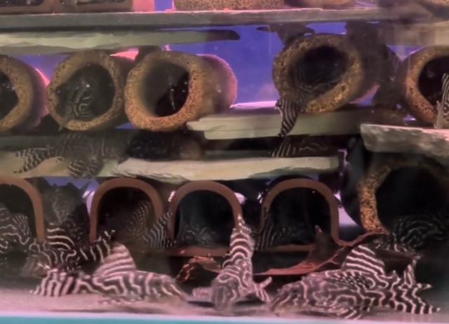 pleco L333 | Fish | Gumtree Australia Brisbane South West - Inala ...