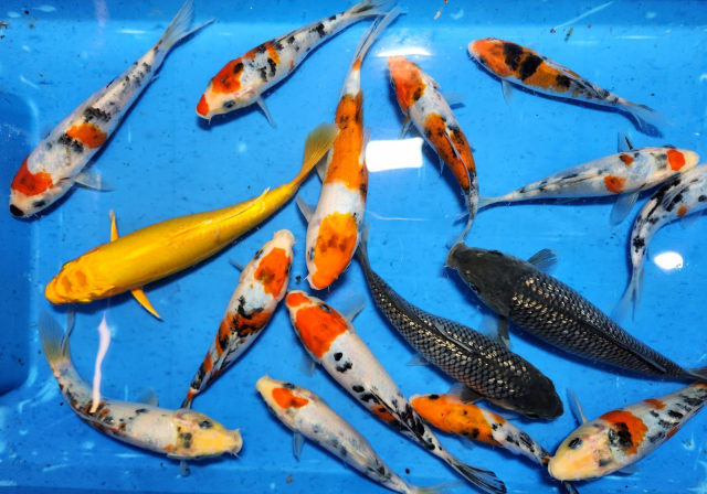premium koi fish Sale | Fish | Gumtree Australia Bankstown Area ...