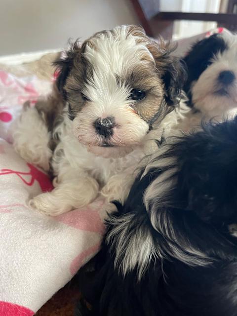 Adorable Shmoodle puppies | Dogs & Puppies | Gumtree Australia ...