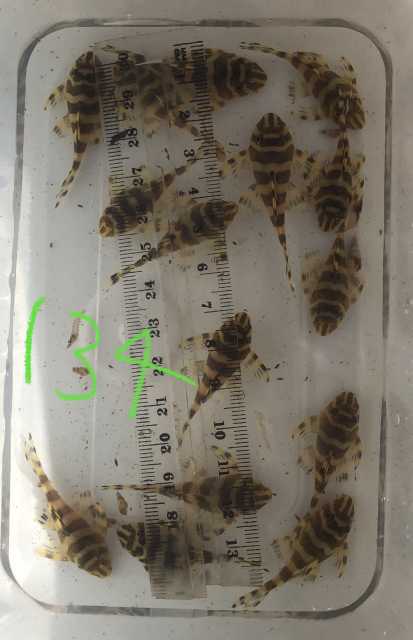 L134, L397, L066, L270 super red s/fins, calico fry/adult bristlenose ...