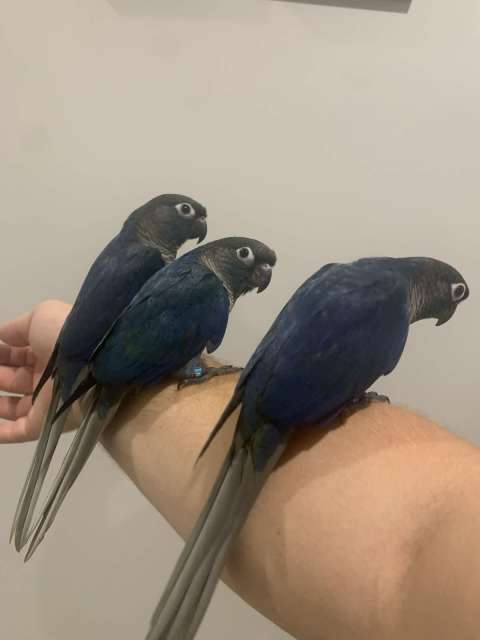 Hand raised and aviary bred parrots for sale! | Birds | Gumtree ...