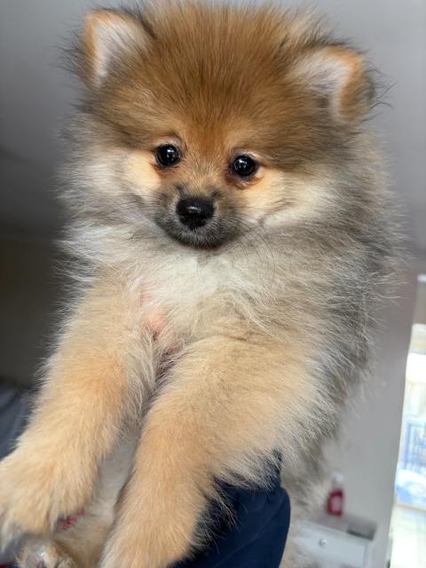 Rare Micro-Pomsky | Dogs & Puppies | Gumtree Australia Stonnington Area ...