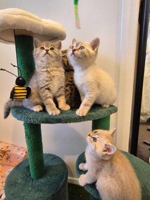 Bengal X British Shorthair Kittens Ready 19/01/2025 | Cats & Kittens ...