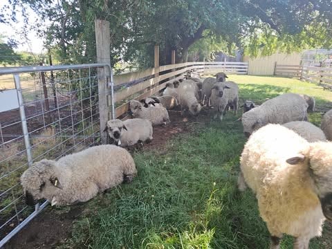 Valais Blacknose Sheep Herd reduction sale | Livestock | Gumtree ...