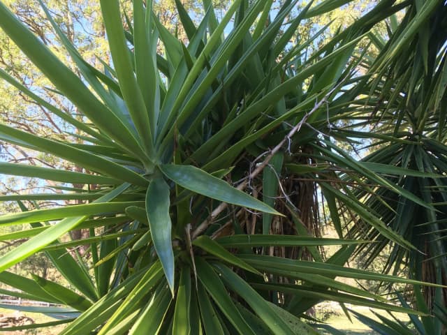 LARGE YUCCA CUTTINGS - Plants in Ashmore QLD | Gumtree Australia