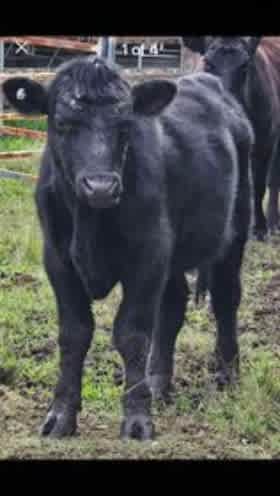 Selling - 17 x Month Old Angus Bull | Livestock | Gumtree Australia ...