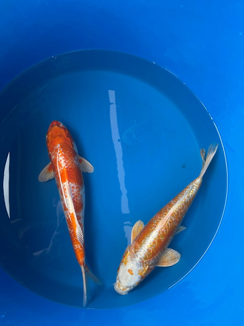 2x Metallic Koi Fish bargain | Fish | Gumtree Australia Auburn Area ...