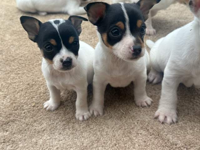 mini foxies | Dogs & Puppies | Gumtree Australia Penrith Area - Penrith ...