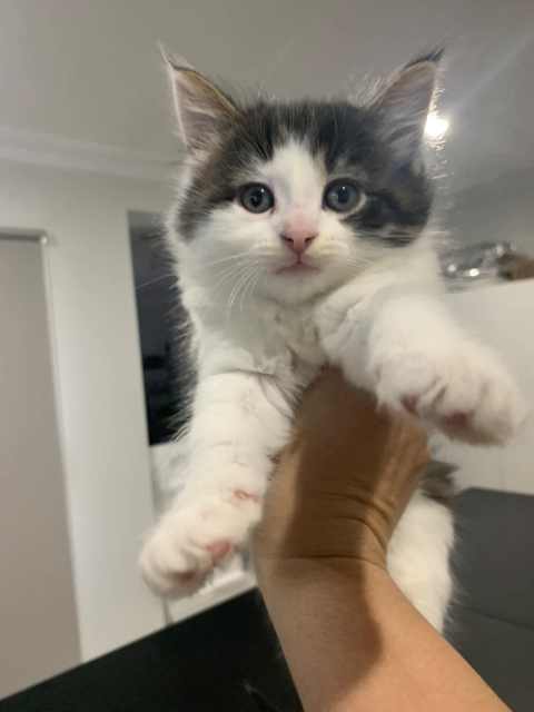 3 Gorgeous and fluffy kittens | Cats & Kittens | Gumtree Australia ...