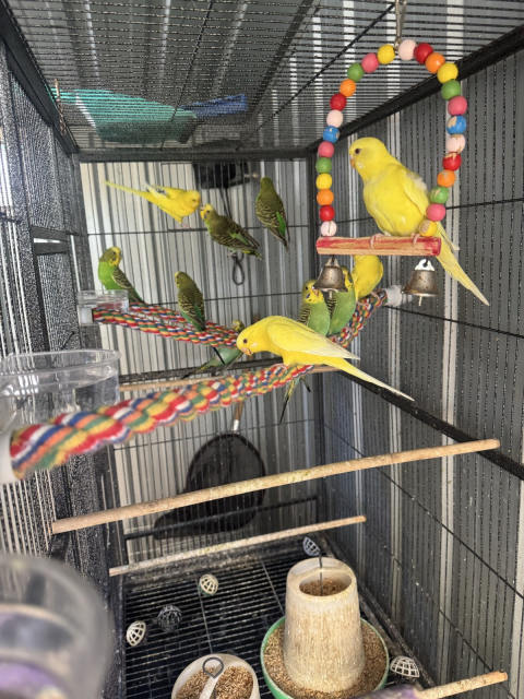 Young Budgies | Birds | Gumtree Australia Parkes Area - Parkes | 1330877786