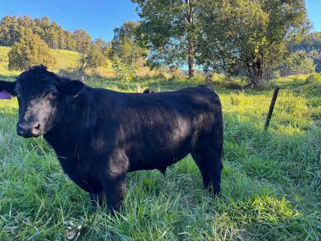 Registered Angus Bull | Livestock | Gumtree Australia Gympie Area ...