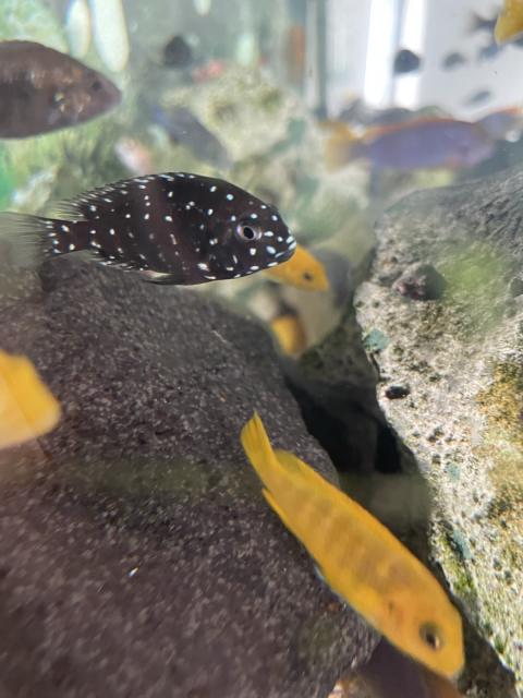 Tropheus Dubosi African Cichlid from Lake Tanganyika X 6 fish colony ...