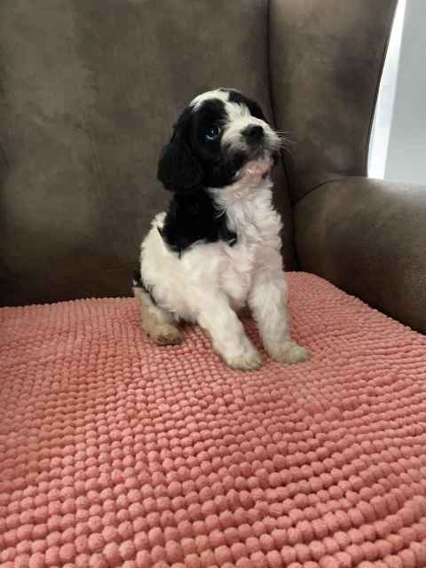 Cavoodle pups. Companion dog for any age. | Dogs & Puppies | Gumtree ...