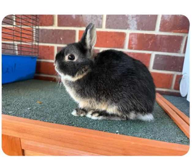 💫 Adorable Rabbits 💫 | Rabbits | Gumtree Australia Bendigo City ...
