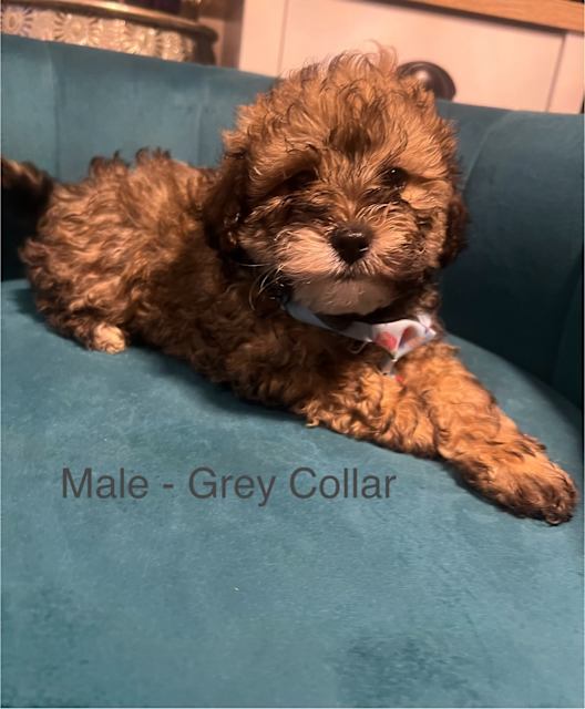 Toy Shmoodle Puppies Available Now | Dogs & Puppies | Gumtree Australia ...