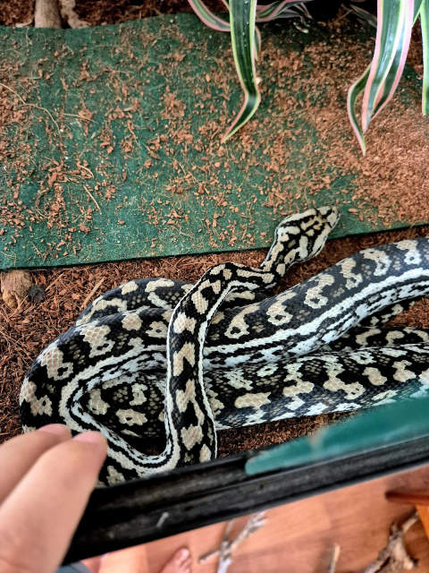 murray darling silver pepper python male | Reptiles & Amphibians | Gumtree Australia Bundaberg ...
