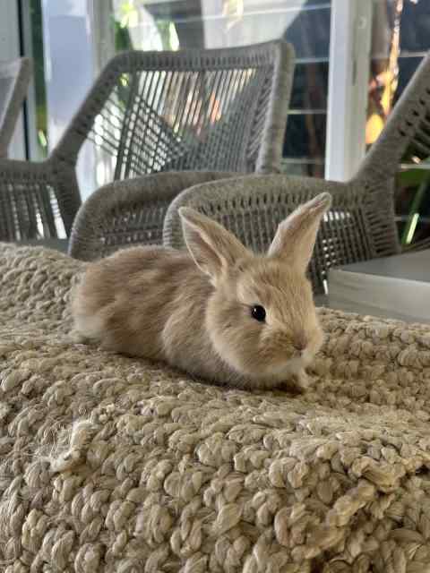 Baby Rabbits For Sale | Rabbits | Gumtree Australia Newcastle Area ...