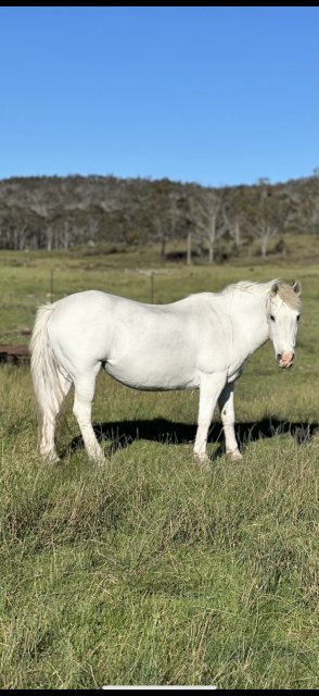 Connemara X welsh pony mare | Horses & Ponies | Gumtree Australia ...