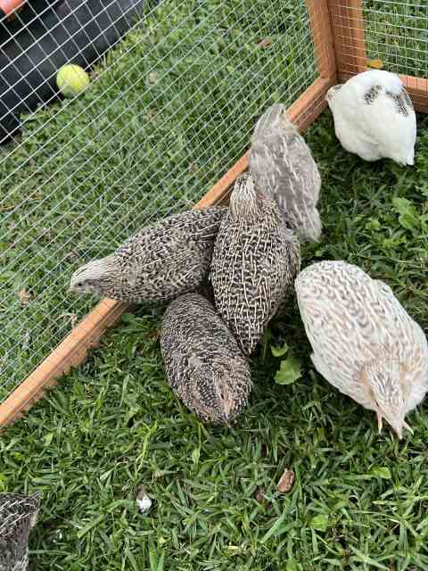 Quail - Japanese / Jumbo laying hens available *now* | Birds | Gumtree ...