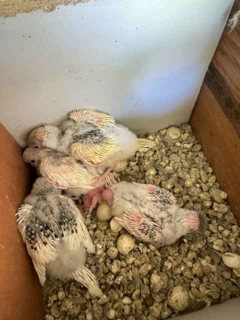 Baby budgie | Birds | Gumtree Australia Gosnells Area - Thornlie ...