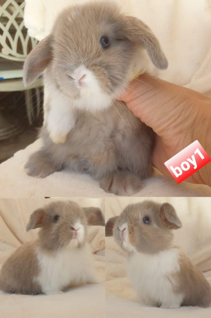 Pure breed Mini lop baby rabbits 💕 | Rabbits | Gumtree Australia ...