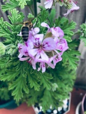 Rose-scented geranium Plant x 5 cuttings | Plants | Gumtree Australia ...
