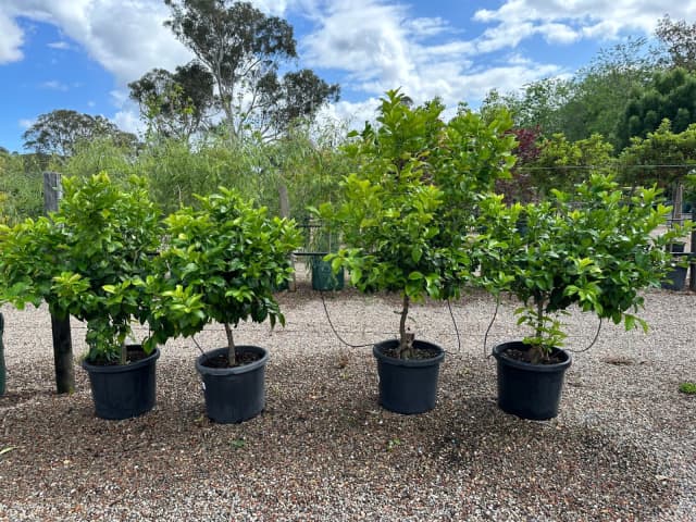 Seedless Eureka Lemon Trees in 75L Bags - Plants in Camden South NSW ...