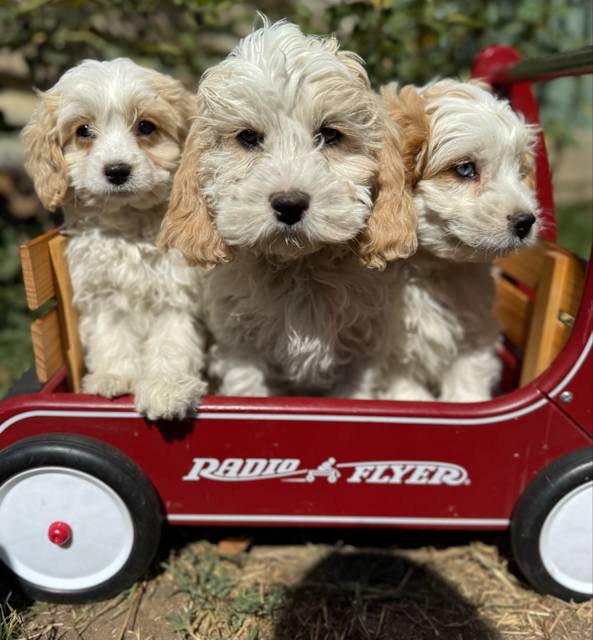 1xFemale Cavoodle puppies ready Now | Dogs & Puppies | Gumtree ...