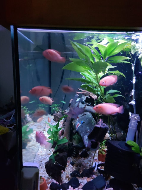 Red forest jewels fish | Fish | Gumtree Australia Wollondilly Area ...