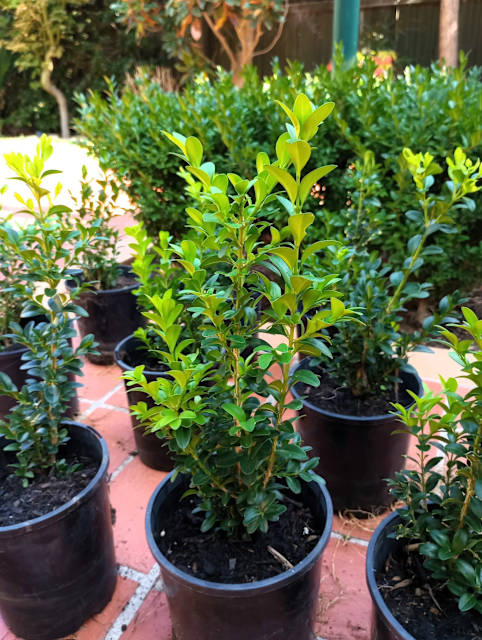 English box hedge in 14cm pots - Plants in Bundoora VIC | Gumtree Australia