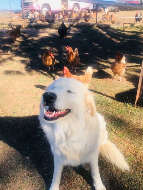 Purebred Female Maremma | Dogs & Puppies | Gumtree Australia Cooma ...