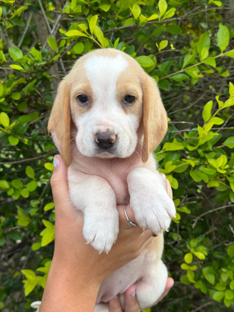Purebred Beagle Puppies - Lemon female only left | Dogs & Puppies ...