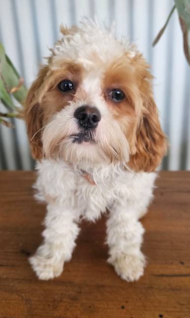 Toy Cavoodle puppy, Blenheim colour | Dogs & Puppies | Gumtree ...