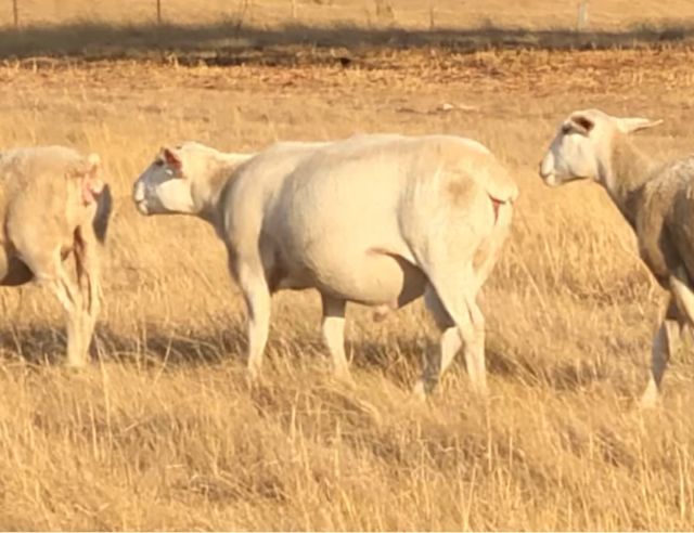 Ram - Australian White | Livestock | Gumtree Australia Macedon Ranges ...