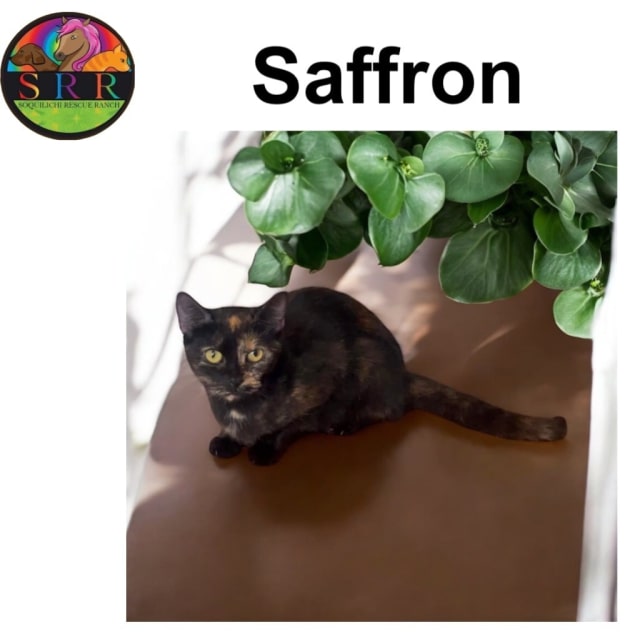Saffron - Soquilichi Rescue Ranch | Cats & Kittens | Gumtree Australia ...