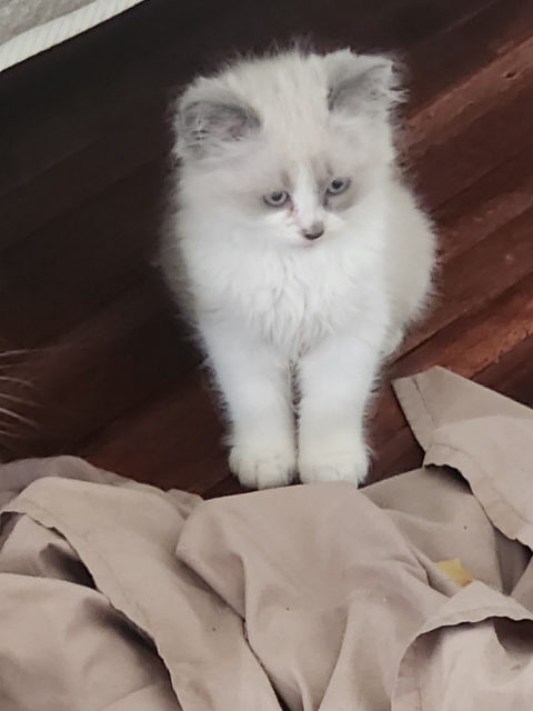 Cute Ragdoll Kittens | Cats & Kittens | Gumtree Australia Lockyer ...