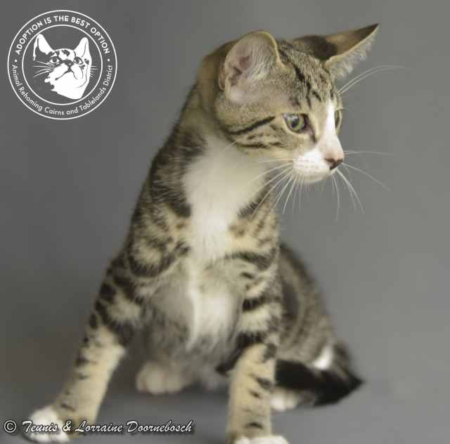 Bizzy Bone - the center of his own world! | Cats & Kittens | Gumtree ...