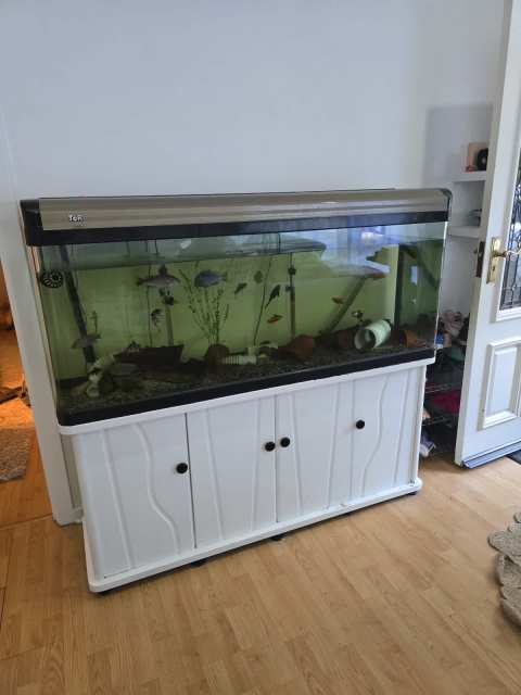 Huge curved glass aquarium 400L/450 + Fish + Accessories Canister filt ...