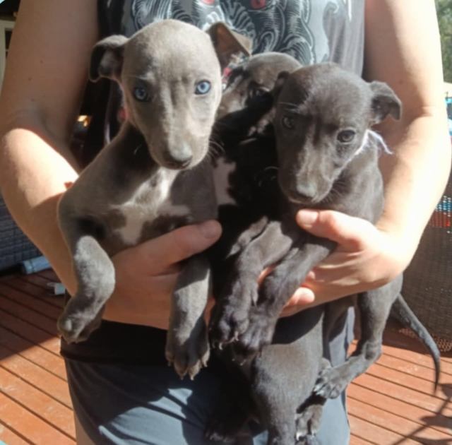 3 Pure Breed Whippets | Dogs & Puppies | Gumtree Australia Macedon ...