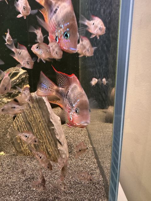 Ellioti fish | Fish | Gumtree Australia Liverpool Area - Moorebank ...