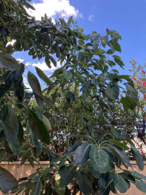 Avocado tree 3m tall hass grafted flowering now - Plants in Bateman WA ...