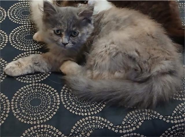 Ragdoll kitten 12 weeks old female | Cats & Kittens | Gumtree Australia ...
